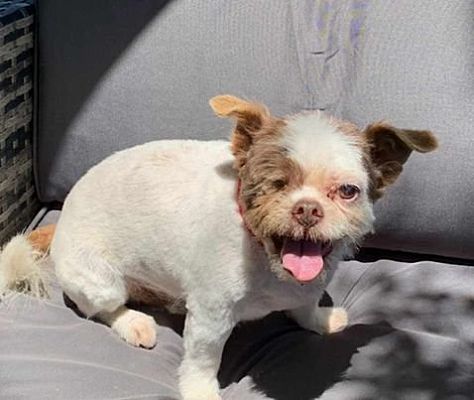 Hartford, CT - Pug/Shih Tzu. Meet Bentley a Pet for Adoption ...