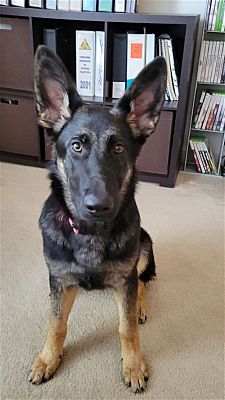 Mt. Airy, MD - German Shepherd Dog. Meet Bebe a Pet for Adoption ...