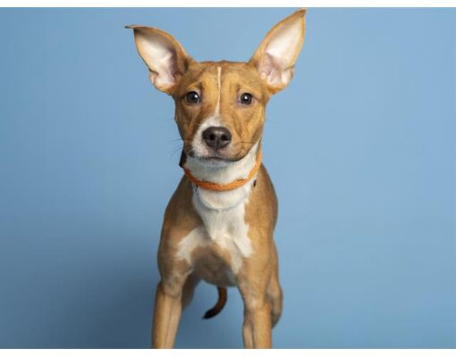 Phoenix, AZ - American Pit Bull Terrier. Meet PASTA a Pet for Adoption ...