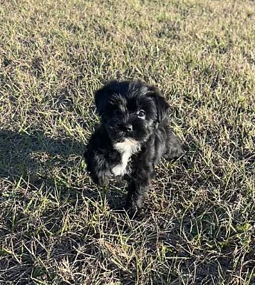 ocala, FL - Yorkie, Yorkshire Terrier/Toy Poodle. Meet Angel a Pet for ...