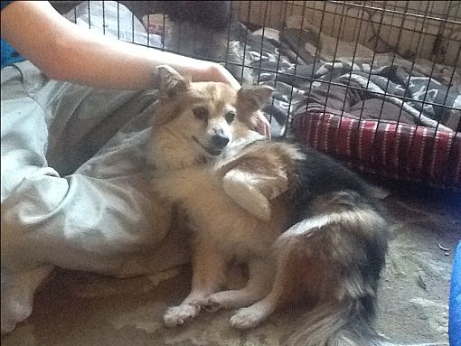 New York, NY - Pomeranian. Meet LJ a Pet for Adoption - AdoptaPet.com