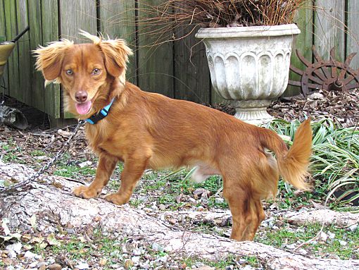 Hartford, CT - Dachshund. Meet RIKKI a Pet for Adoption - AdoptaPet.com