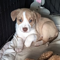 Adoptable Pets – Rover Rescue