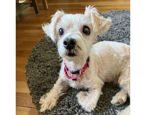 Fredericksburg, VA - Maltese/Mixed Breed (Medium). Meet Minnie a Pet ...