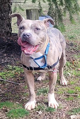 Monroe, NJ - American Bulldog. Meet Tootsie-Pocket Bully a Pet for ...