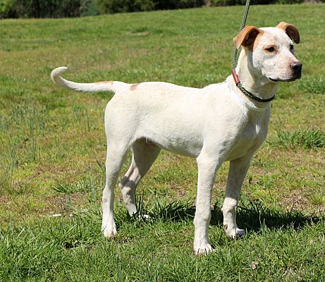 Southbury, CT - Australian Cattle Dog/Pointer. Meet Charlie~ meet me! a ...