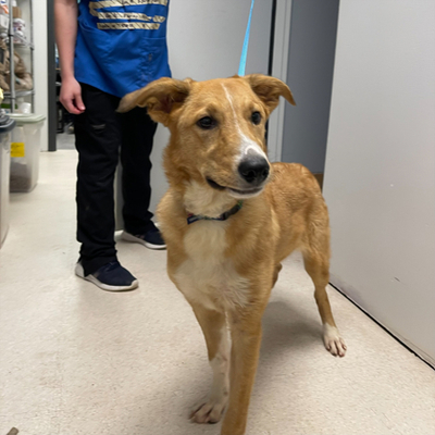 Lansing, MI - Mixed Breed (Medium). Meet Nona a Pet for Adoption ...