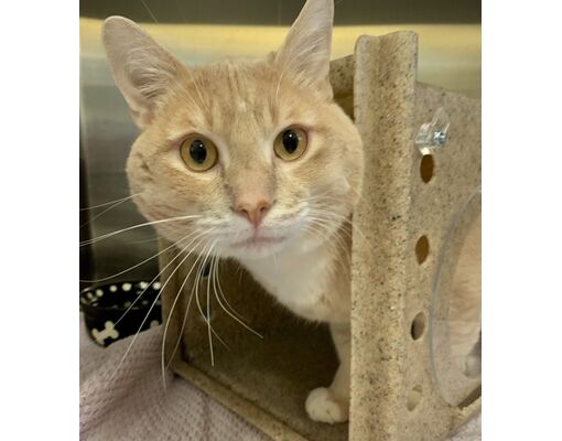 Independence, MO - Domestic Shorthair/Domestic Mediumhair. Meet Tobias ...