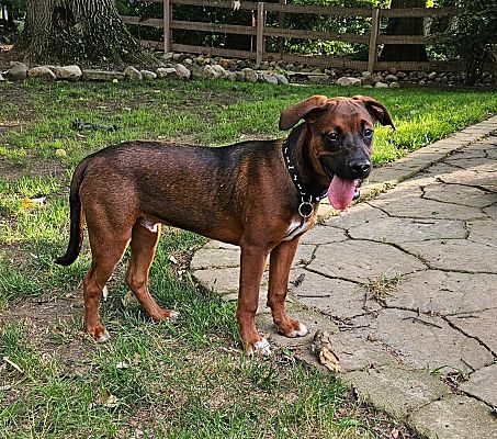Lewis Center, OH - Boxer/Mountain Cur. Meet Charlie a Pet for Adoption ...