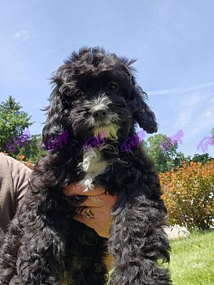 Tecumseh, MI - Cavapoo. Meet Oreo a Pet for Adoption - AdoptaPet.com