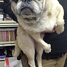 Pug Puppies - Pug Rescue and Adoption Near You
