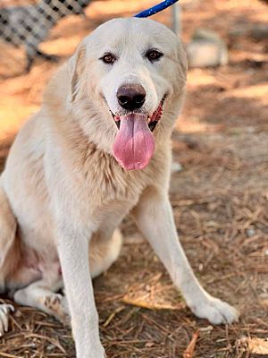 Brunswick, ME - Great Pyrenees. Meet Duke a Pet for Adoption ...