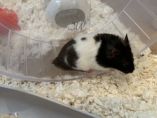 Imperial Beach, CA - Hamster. Meet Joel Julio a Pet for Adoption ...