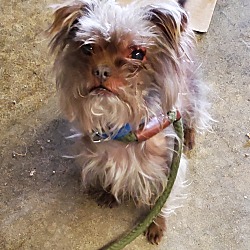 Taylor, MI - Mexican Hairless/Yorkie, Yorkshire Terrier. Meet Bubba a ...