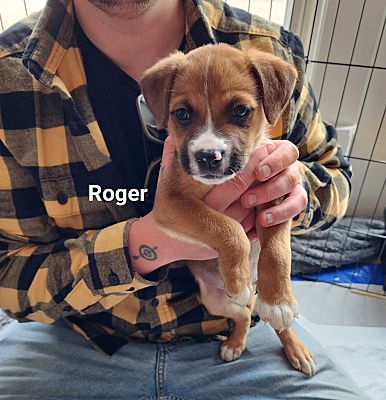 Manchester, NH - Boxer. Meet PUPPIES! a Pet for Adoption - AdoptaPet.com