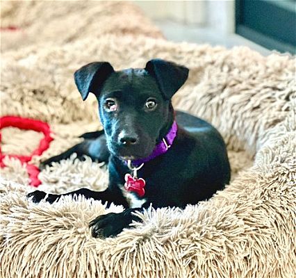 Boston, MA - Labrador Retriever. Meet Joy Winter a Pet for Adoption ...