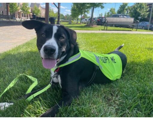 Madison, NJ - Border Collie/Mixed Breed (Medium). Meet Hermes ...