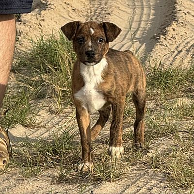 Alexandria, VA - Boxer/Catahoula Leopard Dog. Meet Benny a Pet for ...