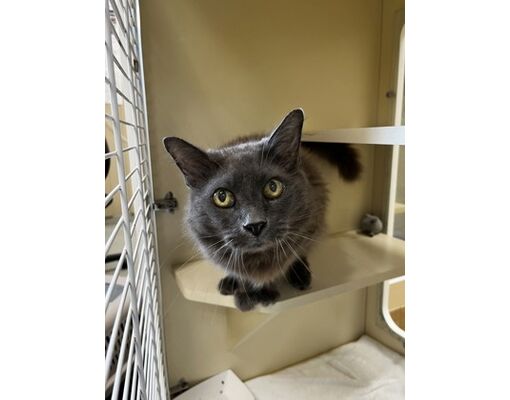 Bangor, ME - Domestic Longhair/Domestic Mediumhair. Meet Aroma~s24/25 ...