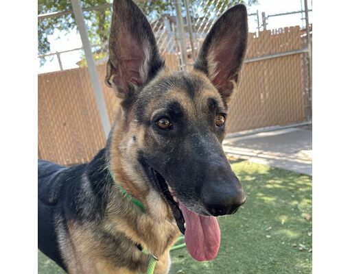 Phoenix, AZ - German Shepherd Dog. Meet BESS a Pet for Adoption ...