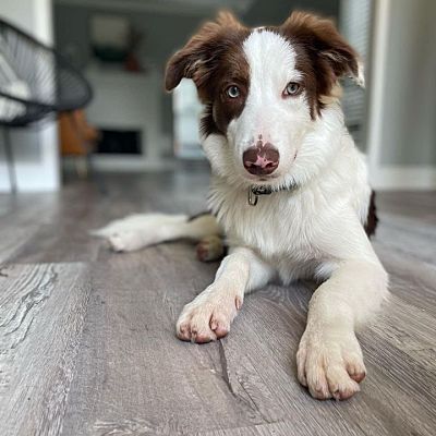 Bend, OR - Border Collie. Meet OLLIE a Pet for Adoption - AdoptaPet.com