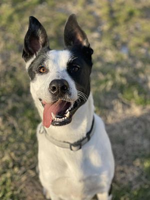 Hopewell, VA - Border Collie. Meet Lucy a Pet for Adoption - AdoptaPet.com