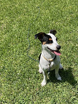 Austin, TX - Jack Russell Terrier. Meet Doris a Pet for Adoption - AdoptaPet.com