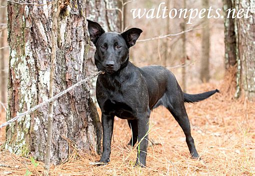 Monroe, GA - Labrador Retriever/Dutch Shepherd. Meet Bella a Pet for ...