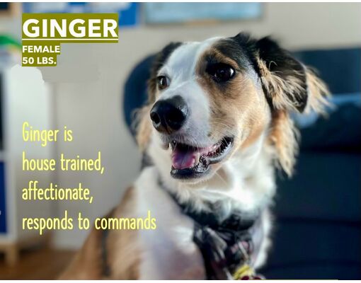 Fairfield, ME - Australian Shepherd. Meet Ginger a Pet for Adoption ...
