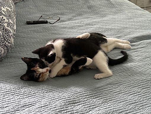 Bear, DE - Calico. Meet Marceline the Vampire Queen a Pet for Adoption ...