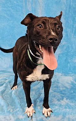 New York, NY - Cattle Dog/Shepherd (Unknown Type). Meet Trudy *foster ...