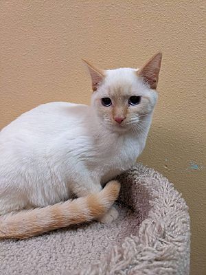 Hiram, GA - Siamese. Meet Crème Brulee a Pet for Adoption - AdoptaPet.com