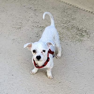 Orlando, FL - Maltese/Poodle (Miniature). Meet Bernard a Pet for ...