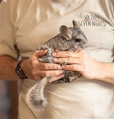 Sunnyvale, CA - Chinchilla. Meet Penelope a Pet for Adoption ...