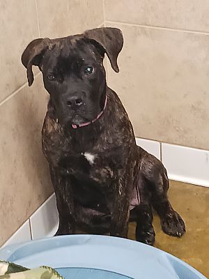Poteau, OK - Boxer/Mixed Breed (Medium). Meet Annie a Pet for Adoption ...