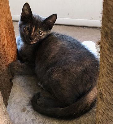 Lake Waynoka, OH - Hemingway/Polydactyl. Meet SIDNEY II a Pet for ...