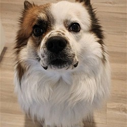 Capistrano Beach, CA - Australian Shepherd/Spitz (Unknown Type, Medium ...