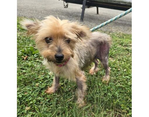 Lancaster, PA - Yorkie, Yorkshire Terrier/Mixed Breed (Medium). Meet ...
