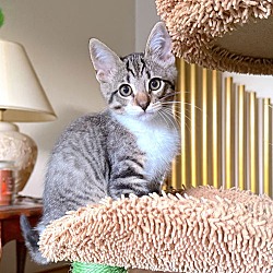 Fremont, CA - Domestic Shorthair. Meet Nali a Pet for Adoption ...