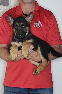 Pittsburgh, PA - German Shepherd Dog. Meet Thunder a Pet for Adoption ...