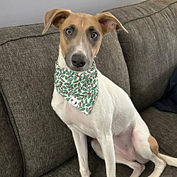 Toronto, ON - Whippet. Meet Barbie a Pet for Adoption - AdoptaPet.com