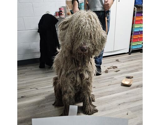 St. Louis, MO - Schnoodle. Meet Buba a Pet for Adoption - AdoptaPet.com