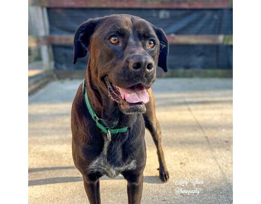 Baltimore, MD - Labrador Retriever. Meet Eleven a Pet for Adoption ...