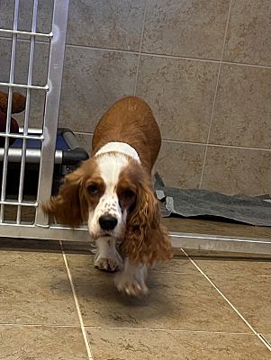 Duluth, MN - Mixed Breed (Small). Meet Squinkle a Pet for Adoption ...