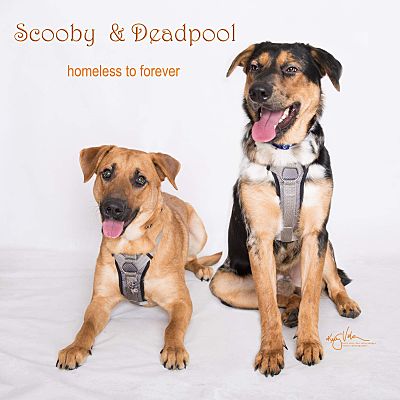 Arcadia, CA - Bullmastiff/German Shepherd Dog. Meet Scooby & Deadpool a ...