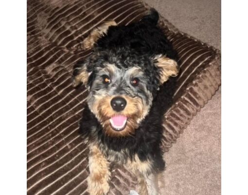 Lynchburg, VA - Yorkie, Yorkshire Terrier. Meet Miylo a Pet for ...