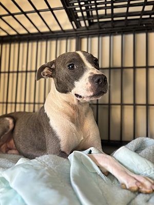 Felton, PA - Pit Bull Terrier/Basenji. Meet Hope a Pet for Adoption ...