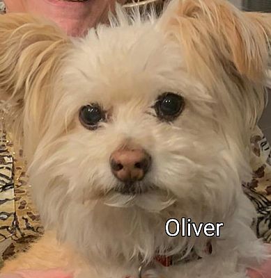 Brevard, NC - Havanese/Papillon. Meet Oliver a Pet for Adoption ...