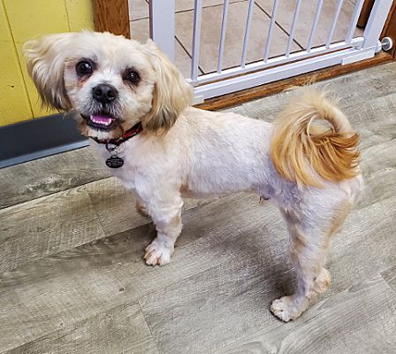 East Hartford, CT - Lhasa Apso/Miniature Poodle. Meet Gatsby a Pet for ...