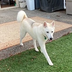 Seattle, WA - Jindo/Husky. Meet Zoey - Stunning Jindo Mix a Pet for ...
